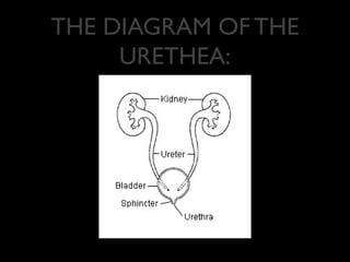 Urethritis period 4 | PPT