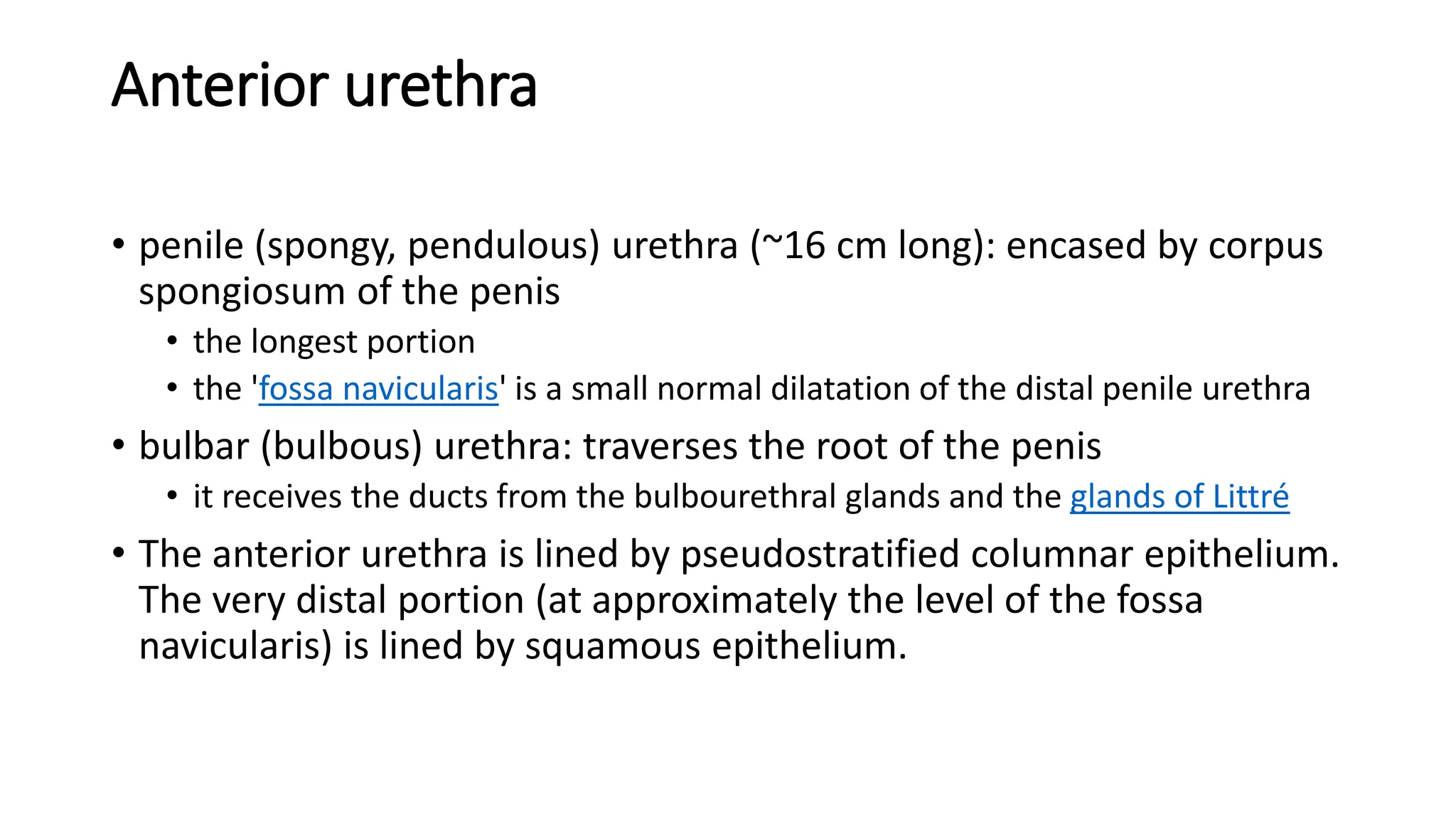 urethrogram.pptx