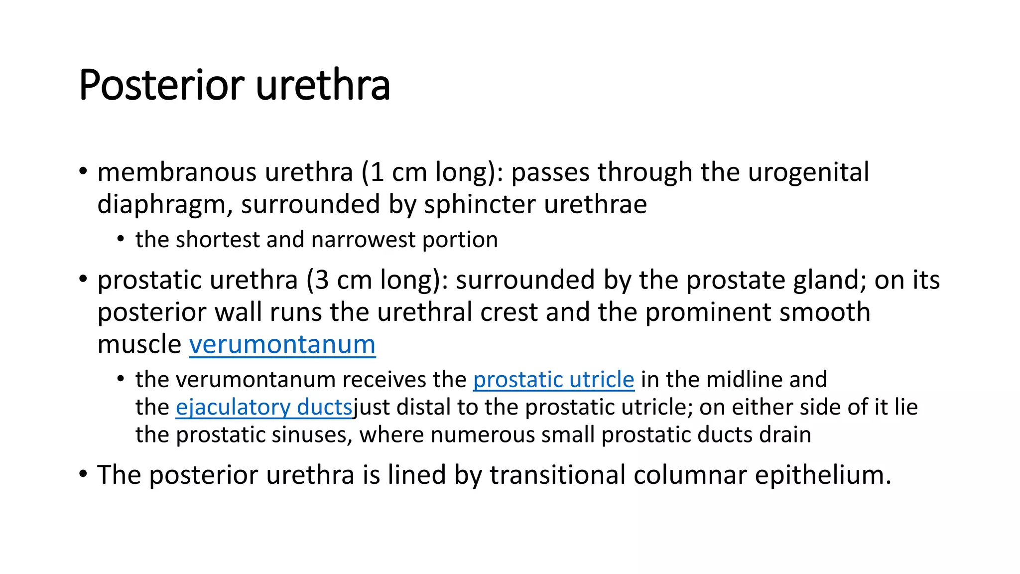 urethrogram.pptx
