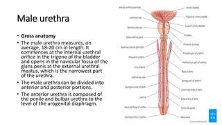 urethrogram.pptx | Reproductive Health | Diseases and Conditions