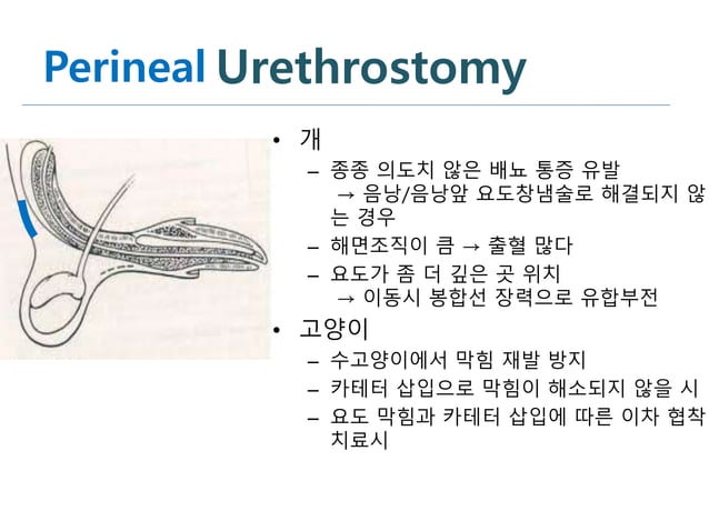 Urethrostomy 요도창냄술 | PPTX