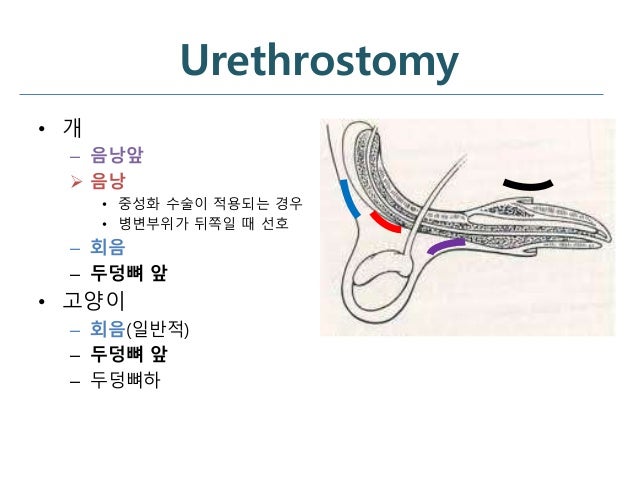 Urethrostomy 요도창냄술