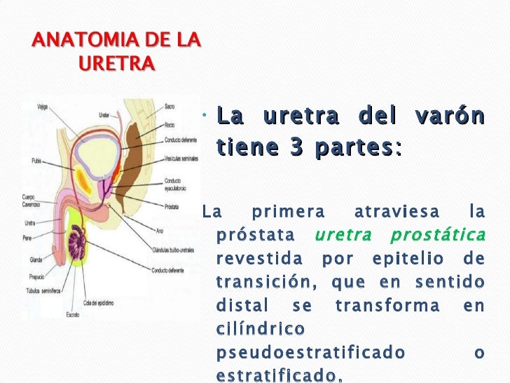 Uretra