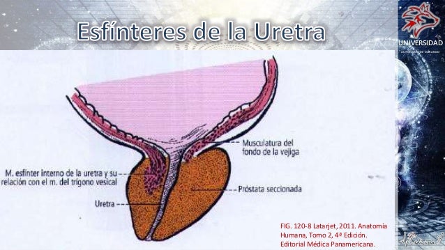 Anatomia Uretra