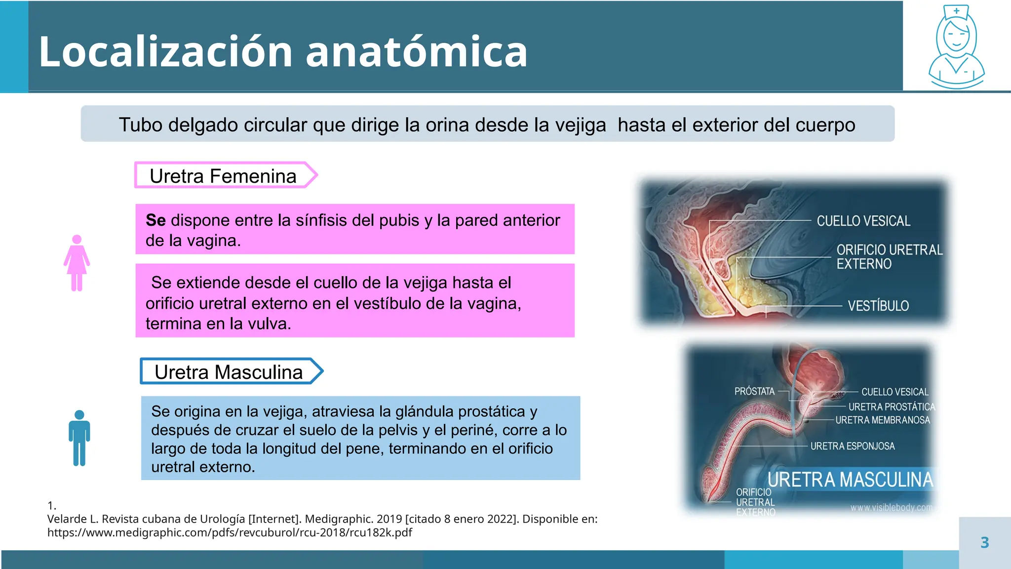 Uretra presentación ,Morfofisiologia II,generalidades | PPTX