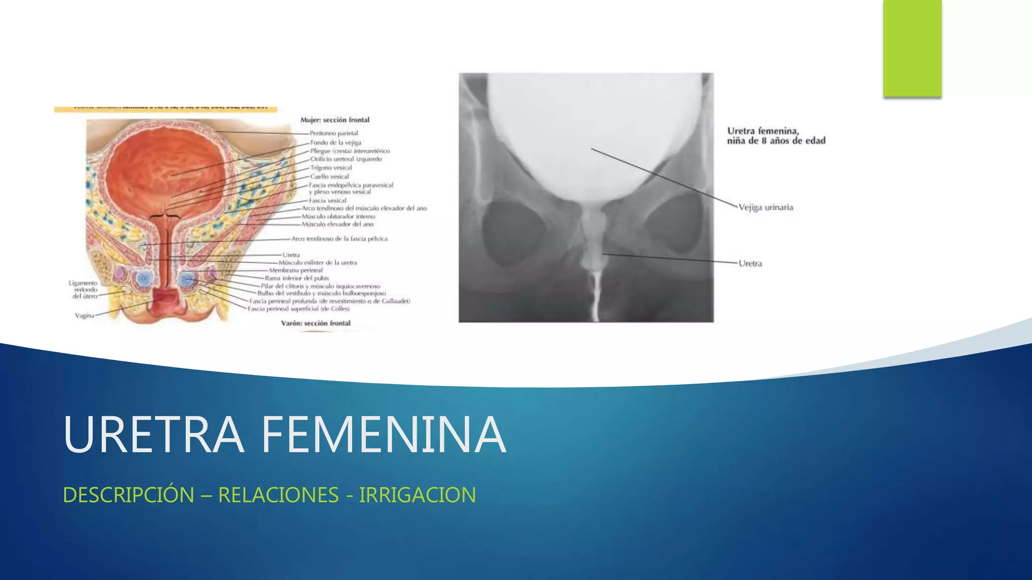 Uretra femenina-Clase Anatomia | PPTX