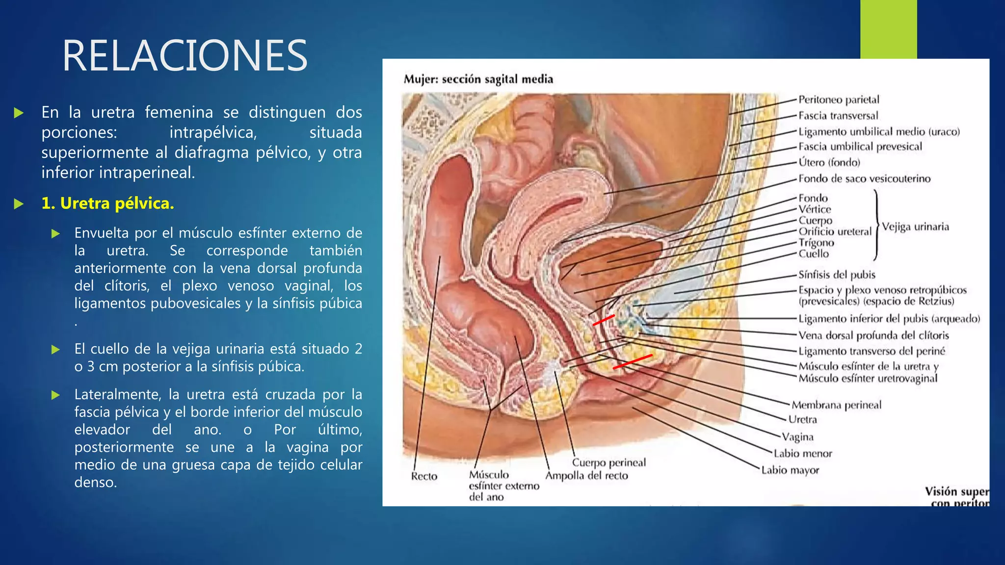 Uretra femenina-Clase Anatomia | PPTX