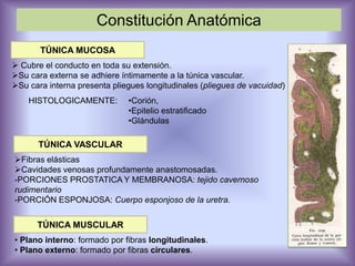 Uretra masculina | PPTX