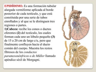 uretra y vias espermatica.pptx