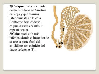 uretra y vias espermatica.pptx