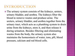 urinary system | PPT