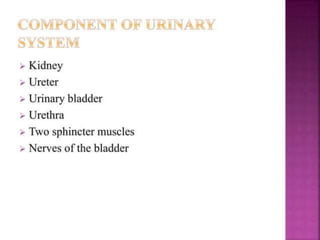 urinary system | PPT