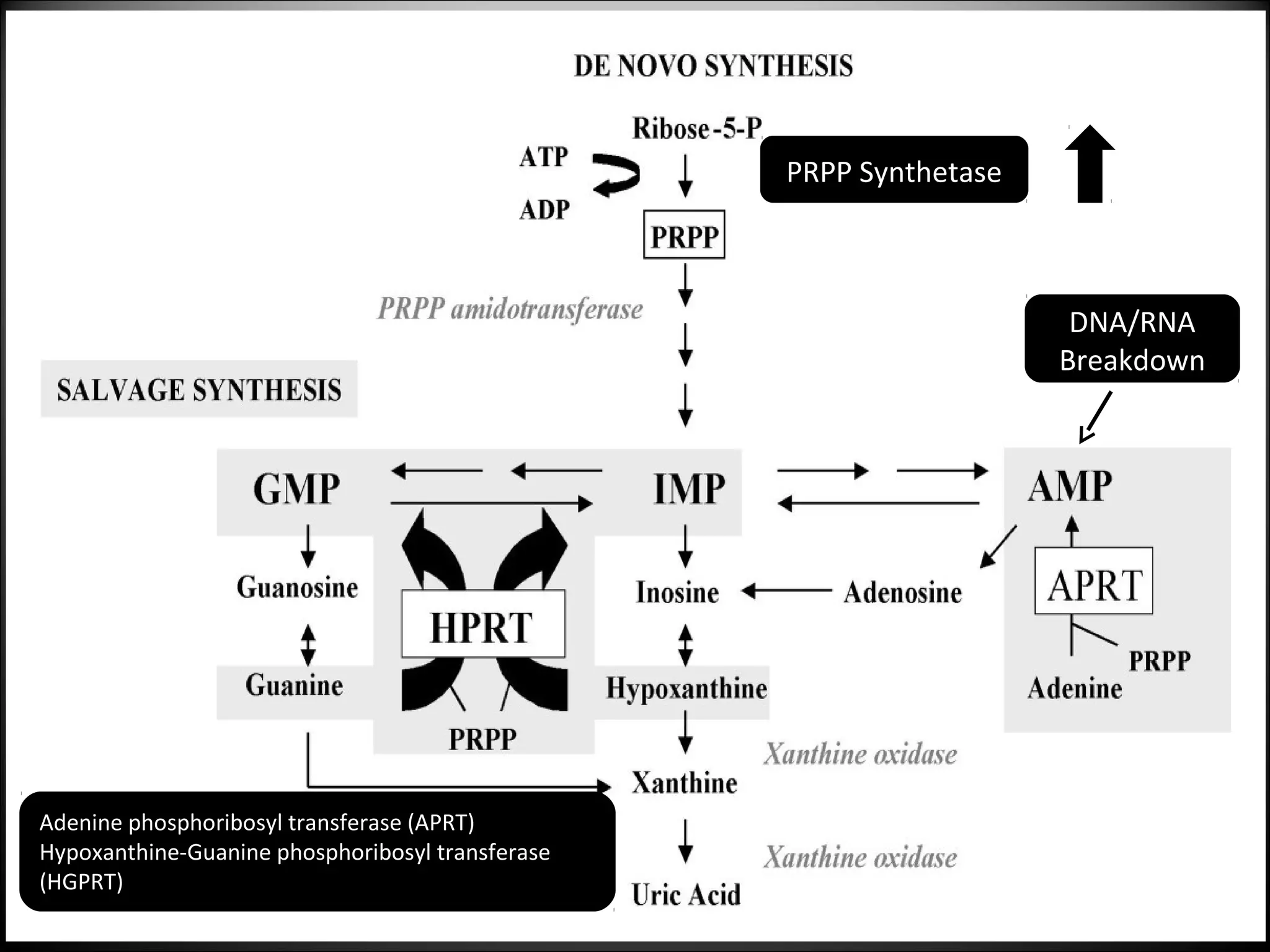 Uric acid | PPT