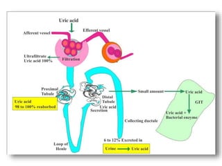 Uric acid | PPTX