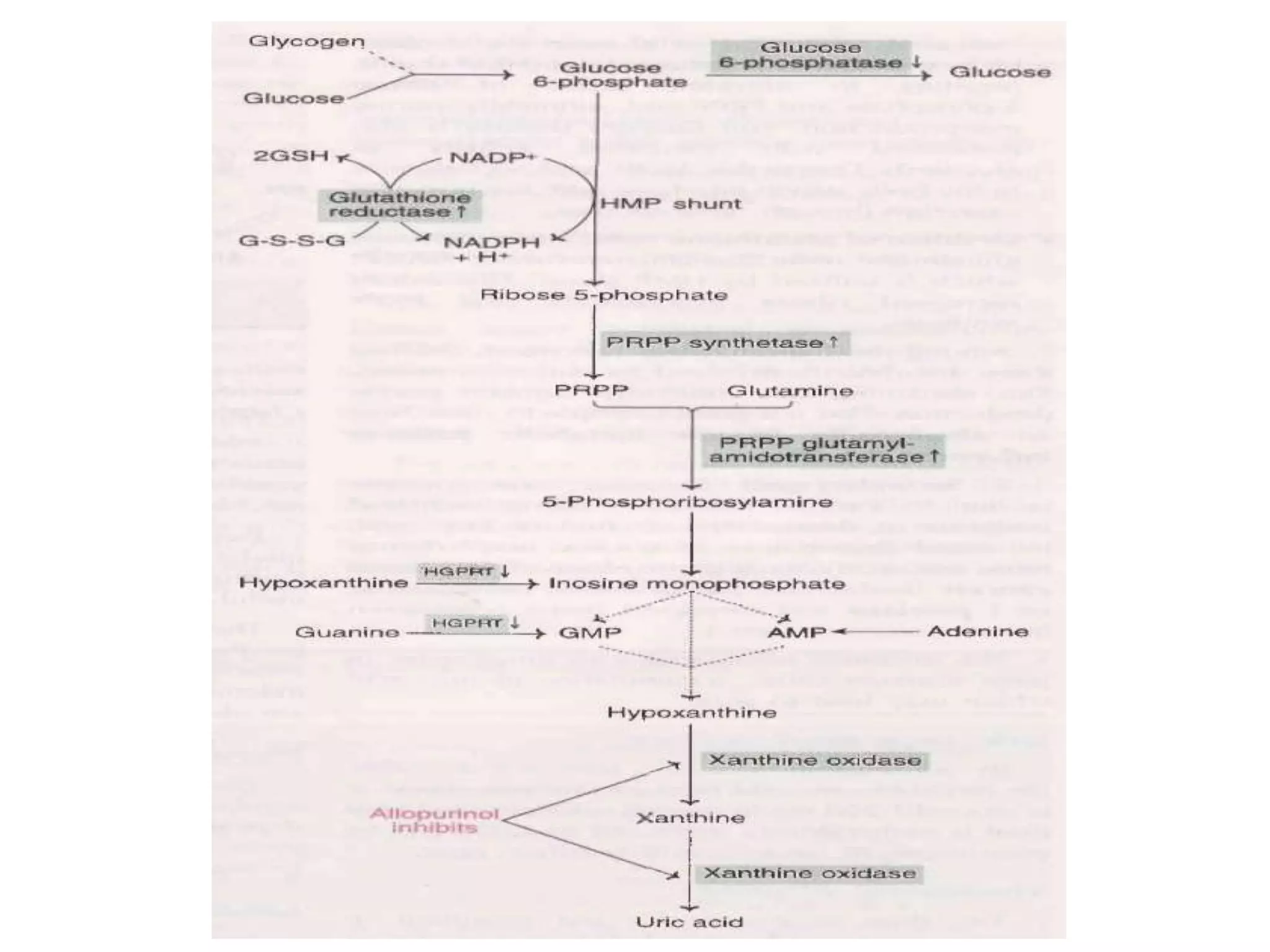 Uric Acid.pptx