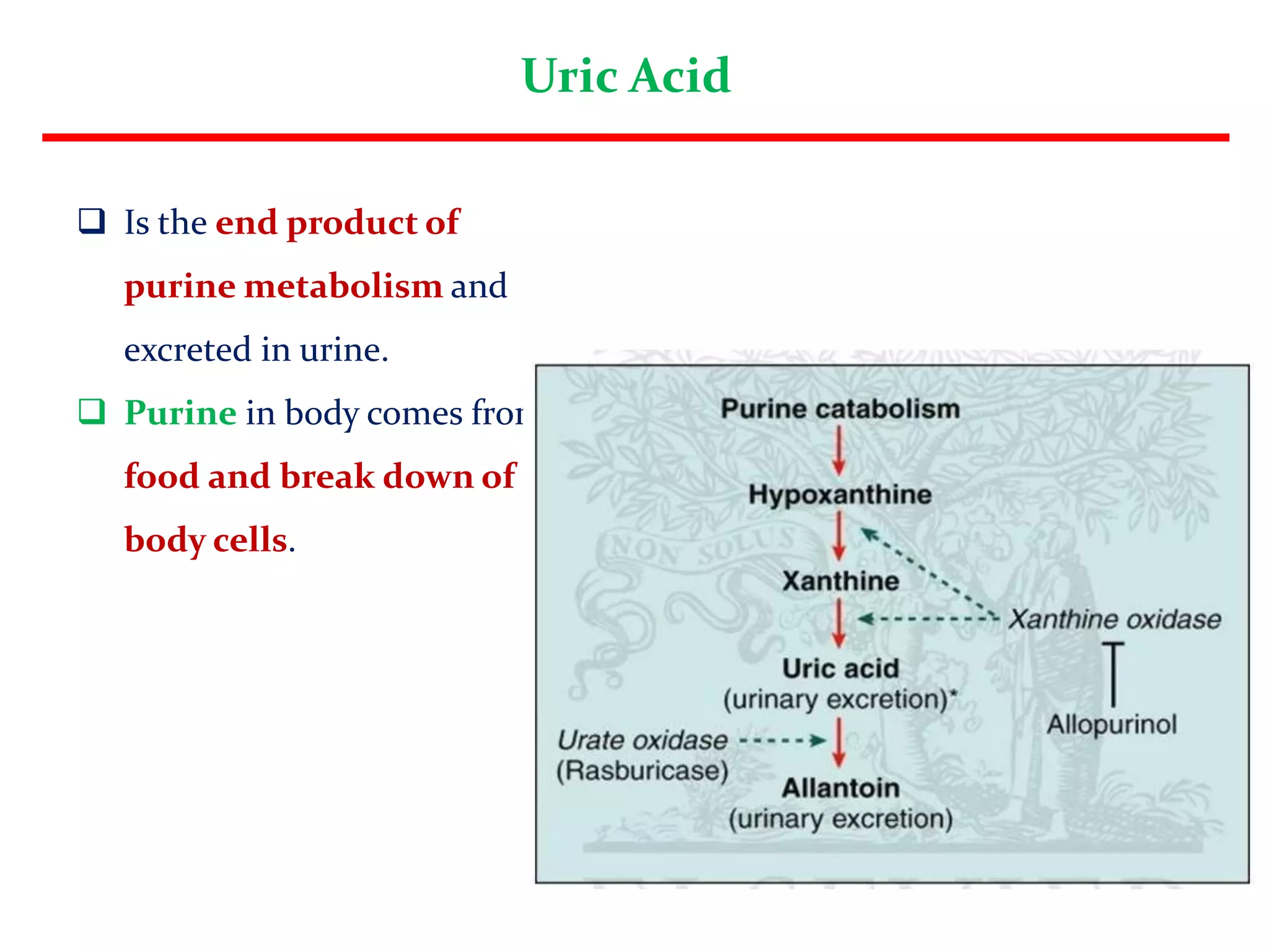 Uric Acid.pptx