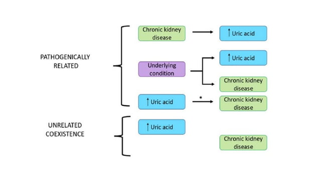 Uric acid and kidney has a important role | PPTX | Endocrine and ...