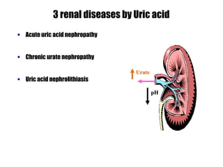 Uric acid disorders | PPTX | Digestive Disorders | Diseases and Conditions
