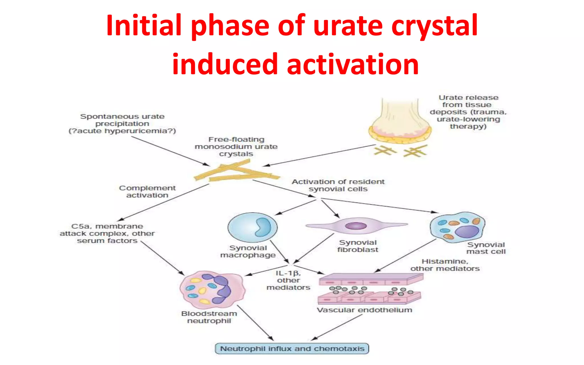 Uric acid metabolism and Gout | PPTX