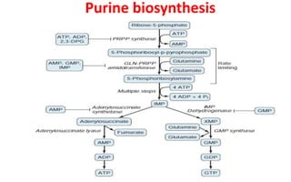 Uric acid metabolism and Gout | PPT
