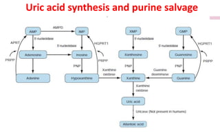 Uric acid metabolism and Gout | PPT