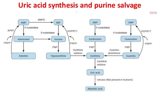 Uric acid metabolism and Gout