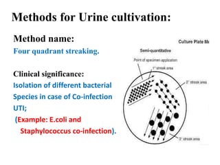microbiology urinary system laboratory medical students undegrauates | PPTX