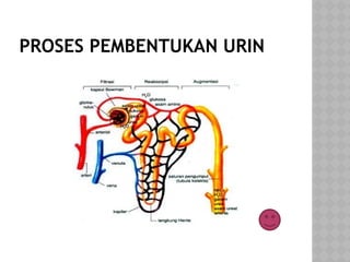 Tahapan dan Proses Urinalisa-Biokimia Klinik | PPT