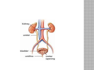 Tahapan dan Proses Urinalisa-Biokimia Klinik | PPT