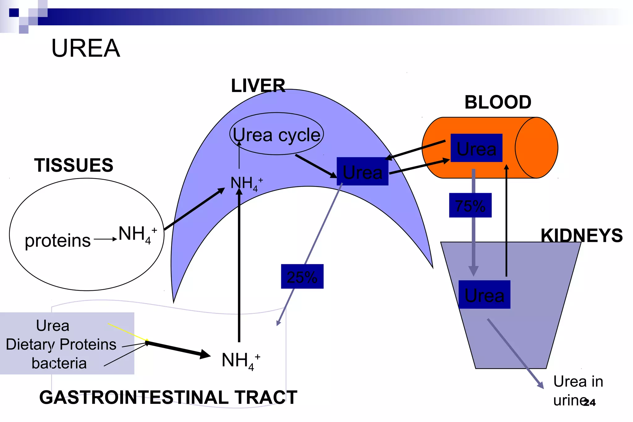 Urinalysis | PPT