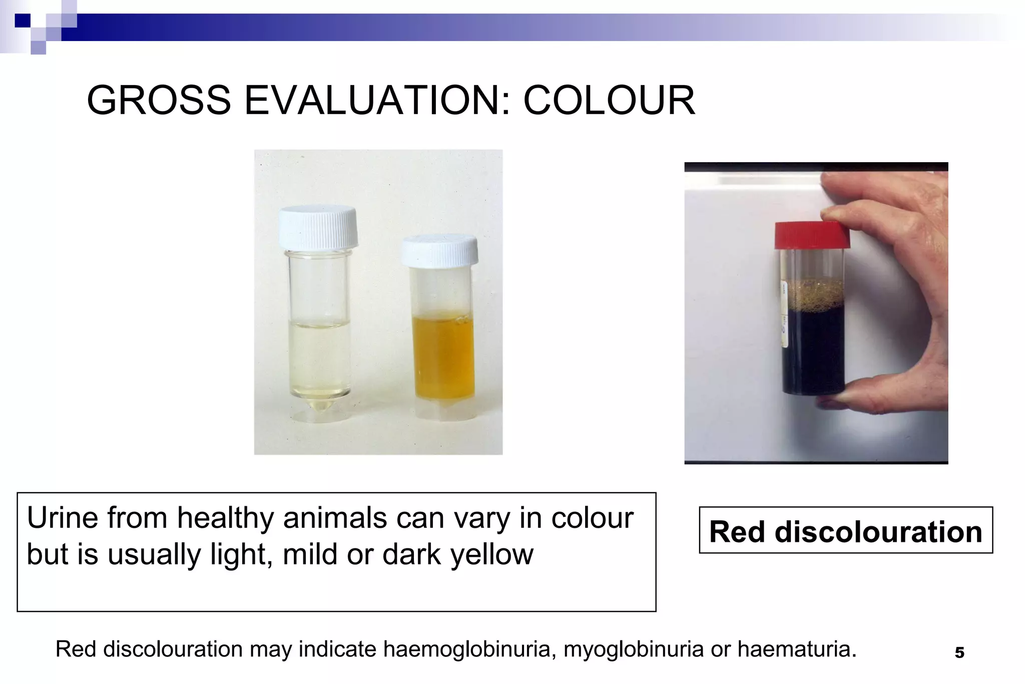 Urinalysis | PPT