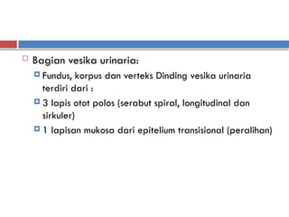 anatomi fisiologi sistem urinaria pada manusia | PPT