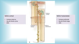 Aparato urinario, Histología | PPTX