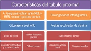 Aparato urinario, Histología | PPTX