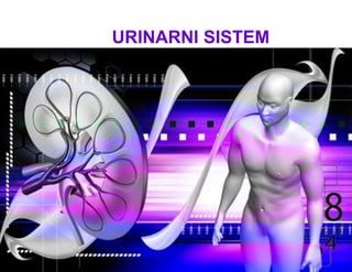 Urinarni trakt | PPT