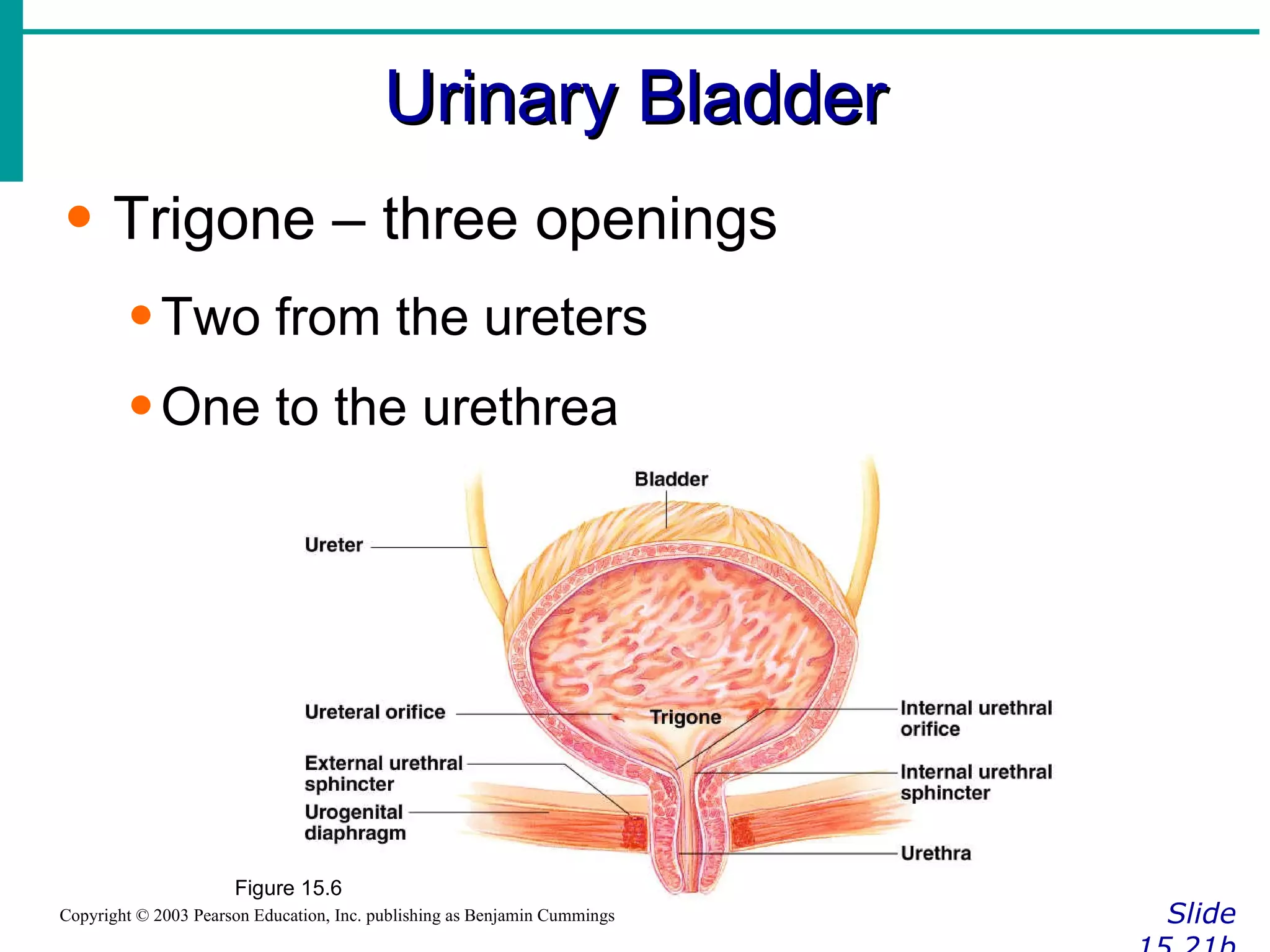 Urinary | PPT