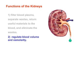 Urinary | PPT