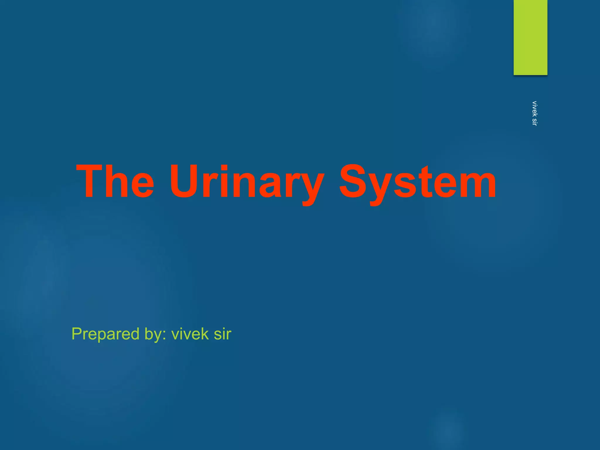 Urinary system anatomy ppt | PPT