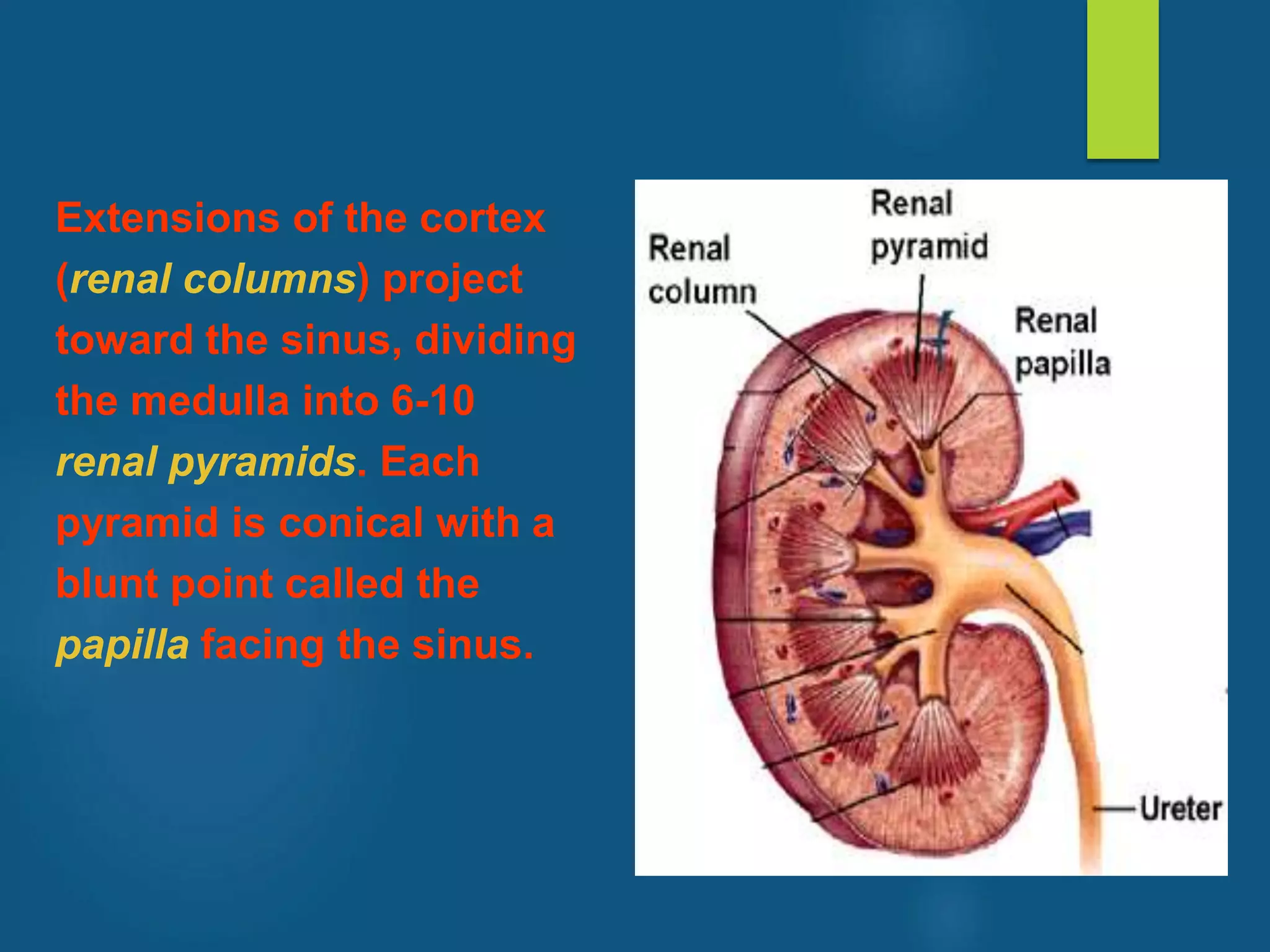 Urinary system anatomy ppt | PPT