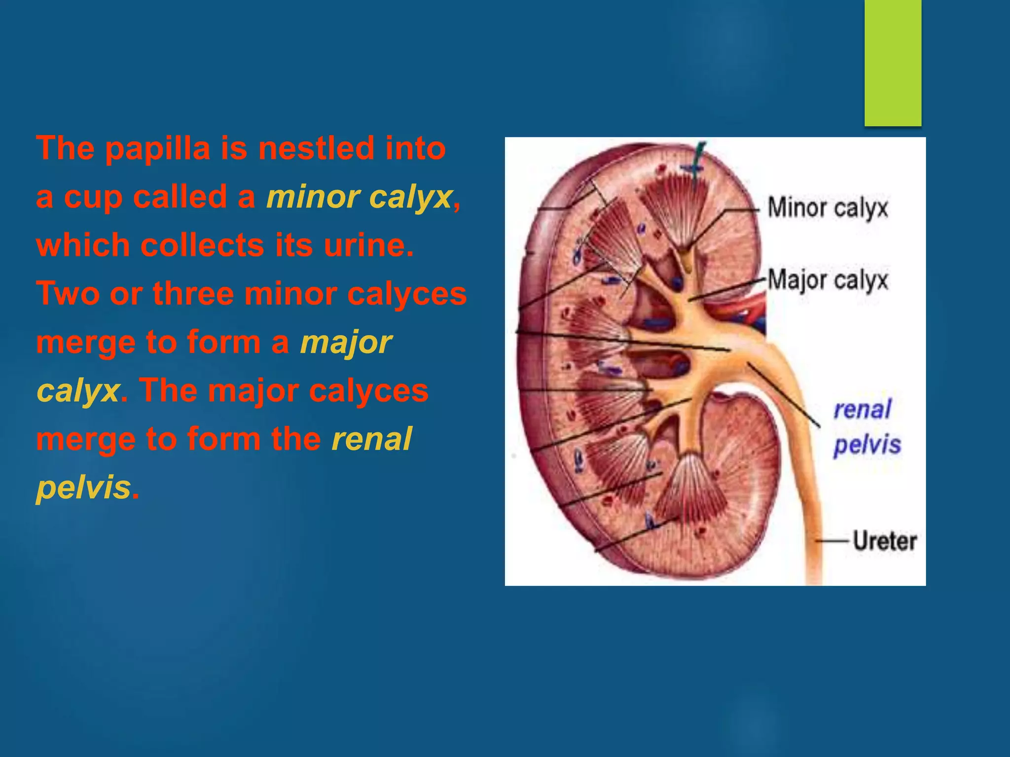 Urinary system anatomy ppt | PPT