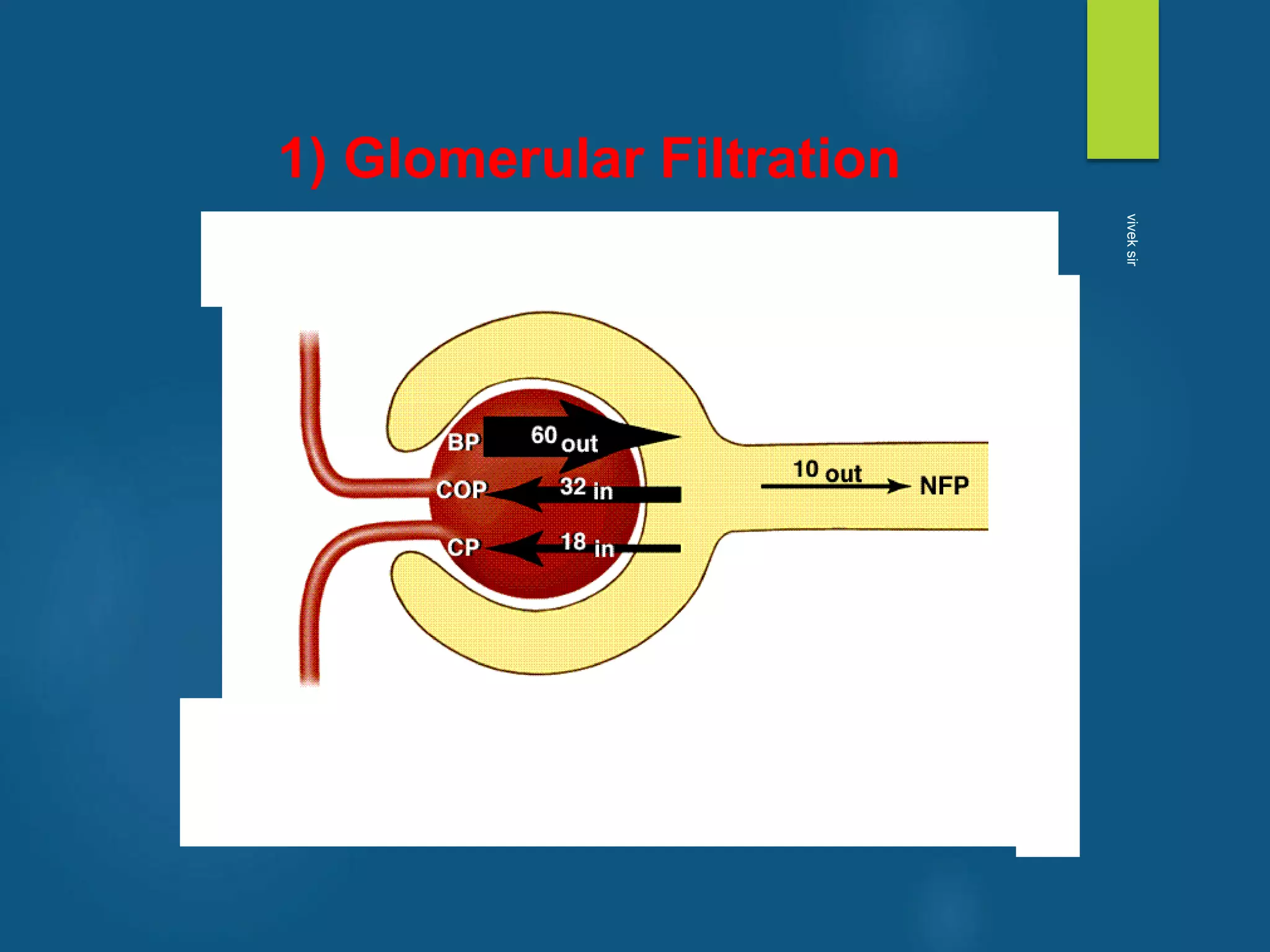 Urinary system anatomy ppt | PPT