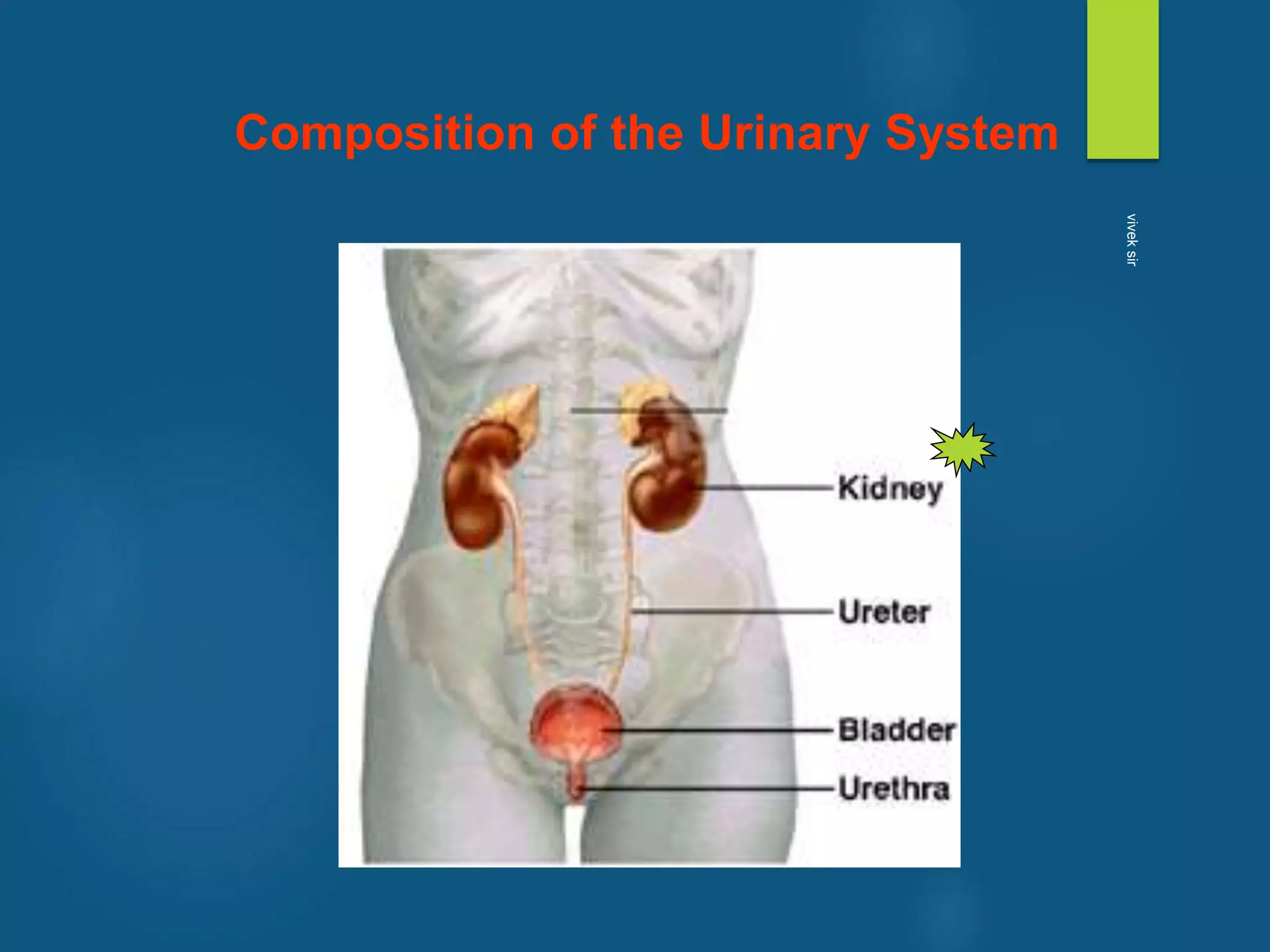 Urinary system anatomy ppt | PPT