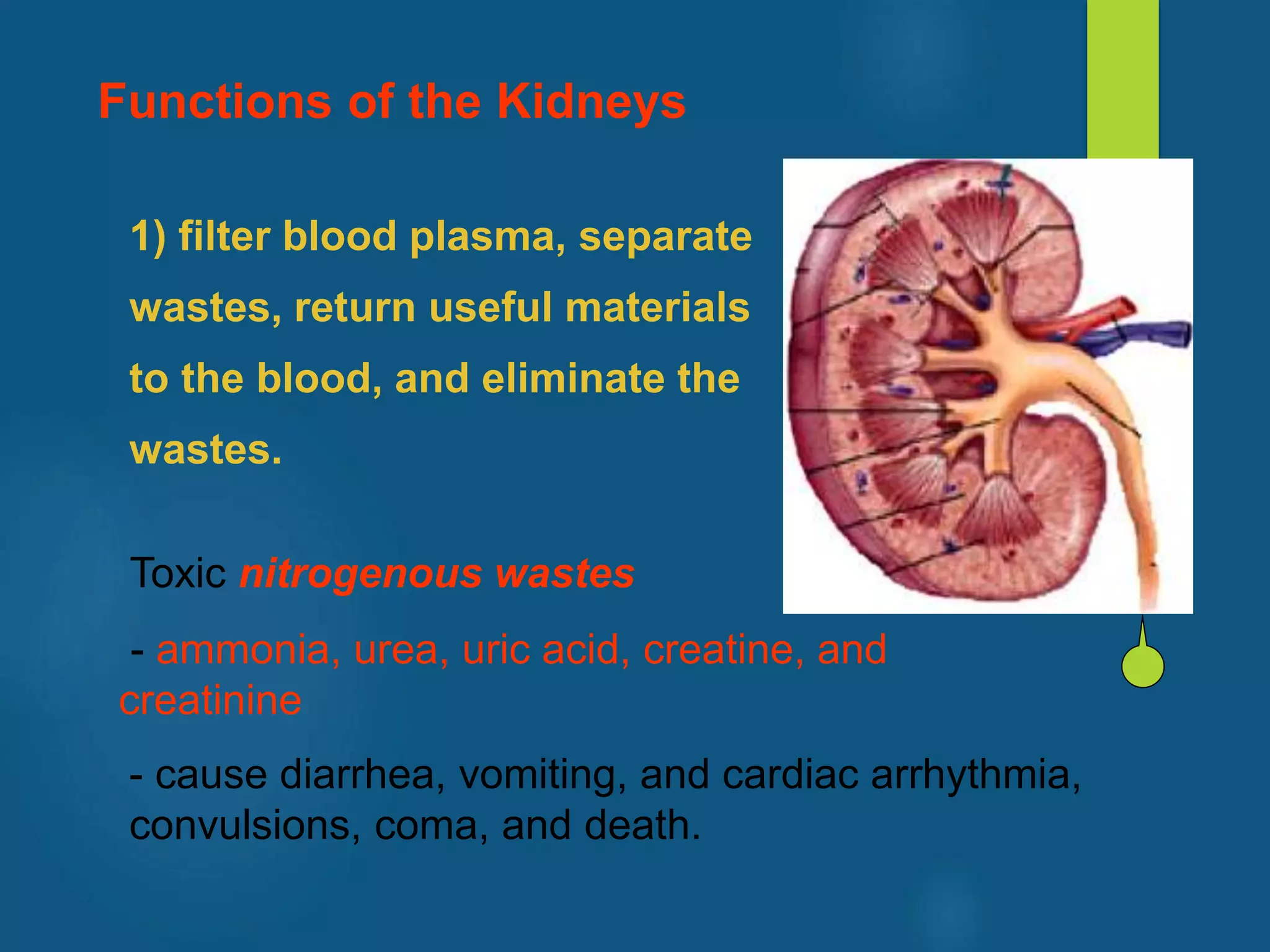 Urinary system anatomy ppt | PPT