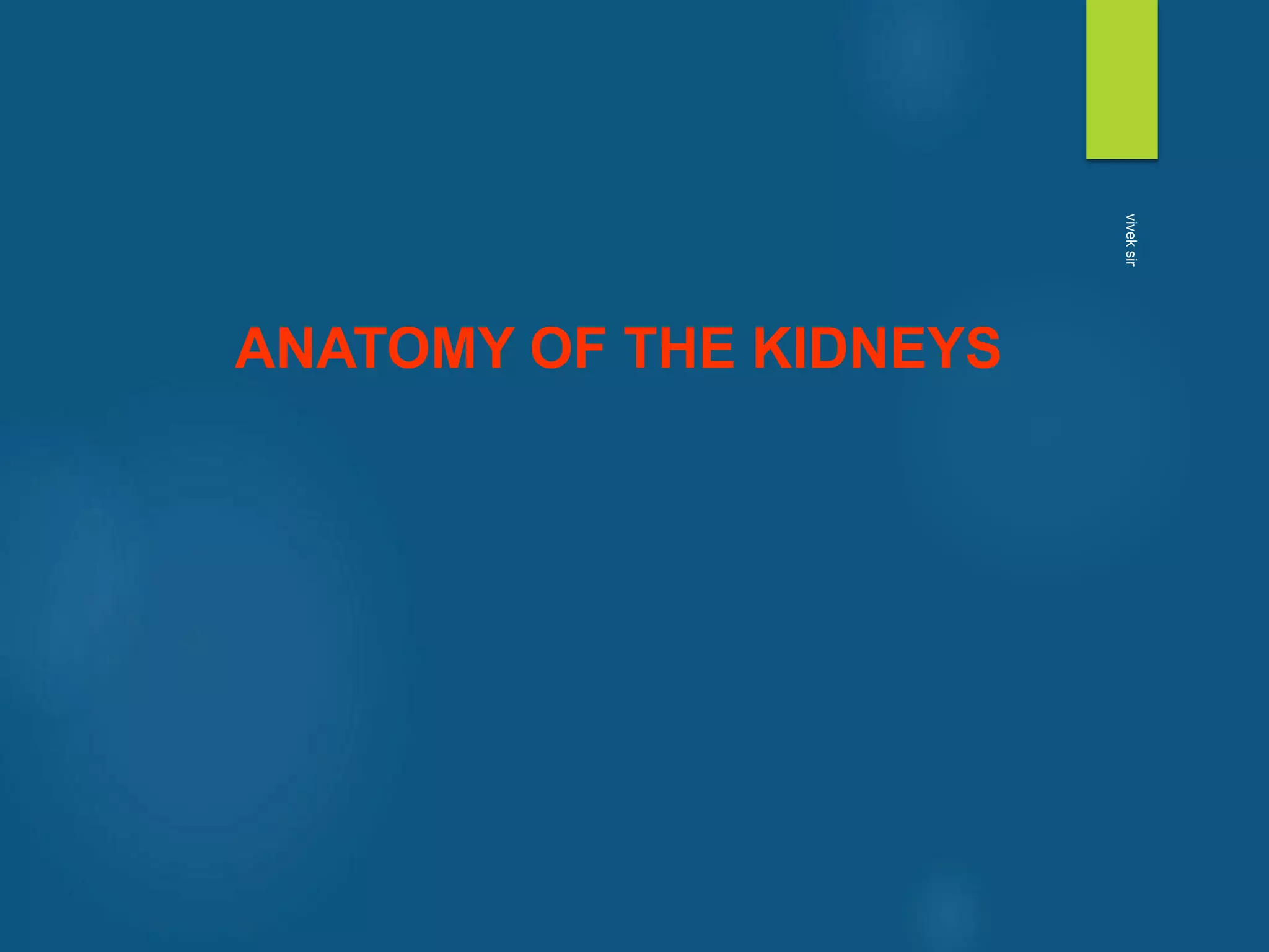 Urinary system anatomy ppt | PPT