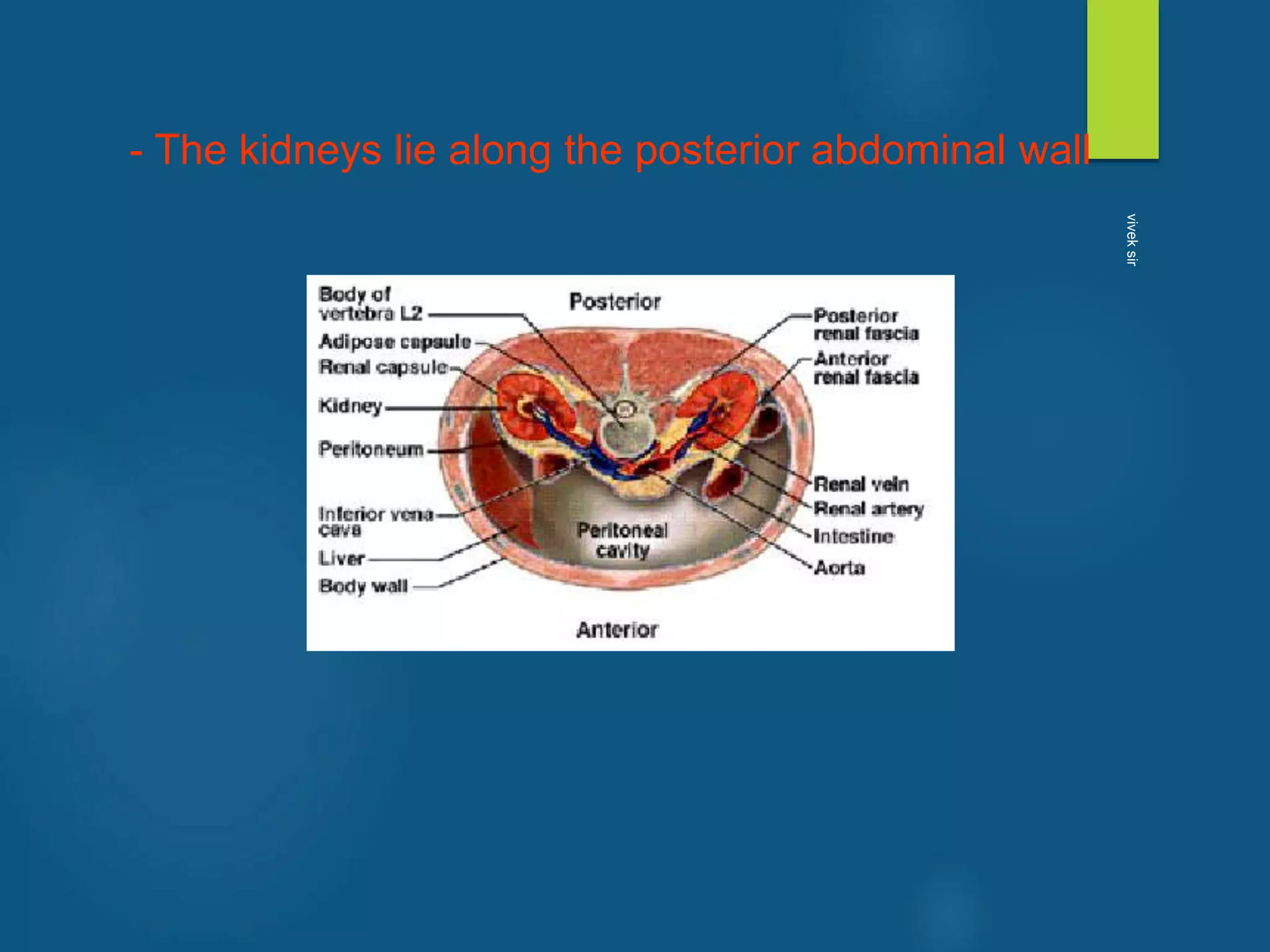 Urinary system anatomy ppt | PPT