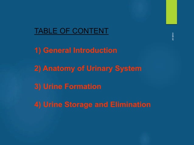 Urinary system anatomy ppt | PPT
