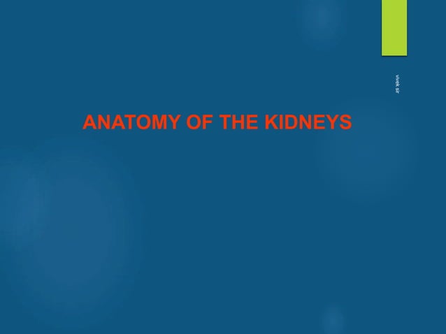 Urinary system anatomy ppt | PPT