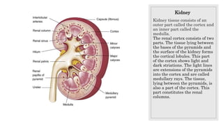 Urinary.pptx knowledge about tracts and inauguration of the day | PPTX