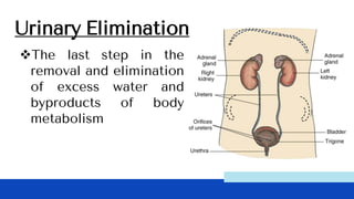 Urinary-and-Bowel-Elimination HEALTH ASSESSMENT | PDF