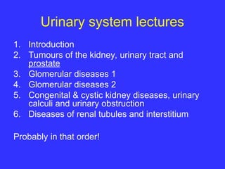urinary-system Male genital Introduction -1.ppt | Free Download